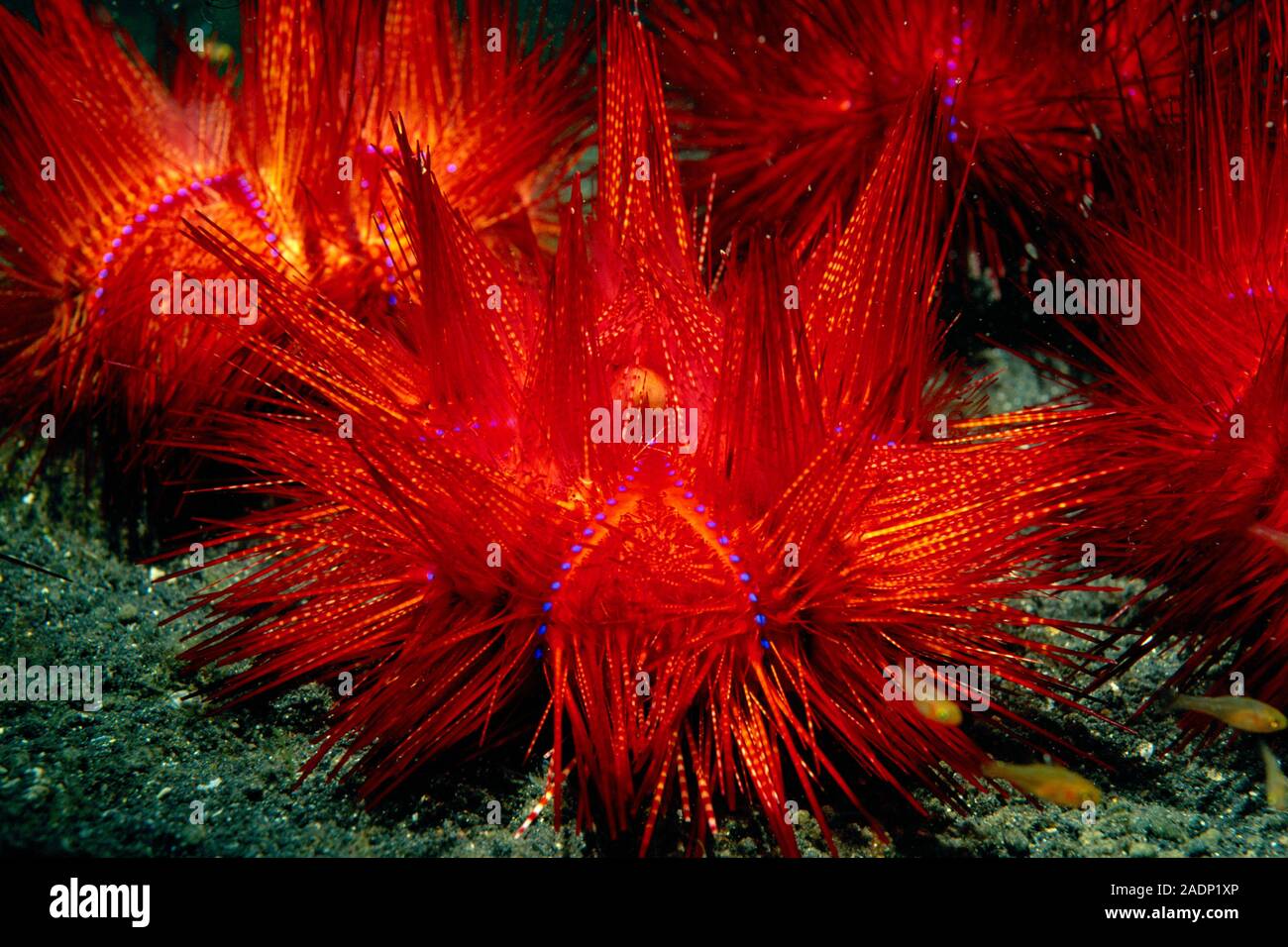 Sea urchins (Astropyga radiata). Sea urchins are echinoderms, relatives ...
