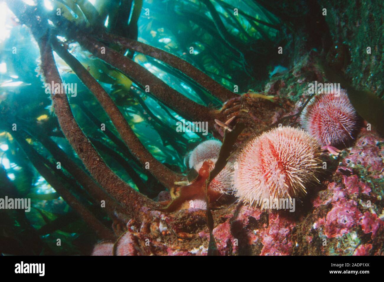Edible sea urchins (Echinus esculentus) in a kelp forest. Sea urchins ...