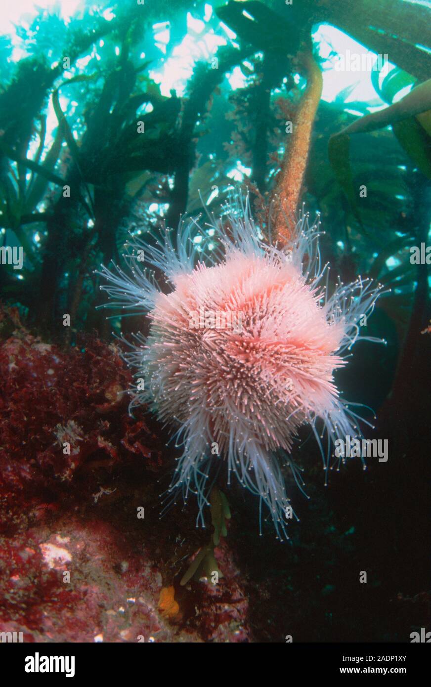 Edible sea urchin (Echinus esculentus) in a kelp forest. The sea urchin ...