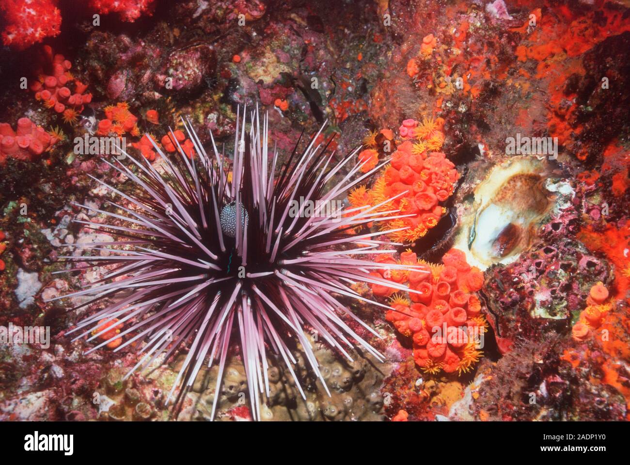 Banded sea urchin (Echinothrix calamaris). The sea urchin is an ...