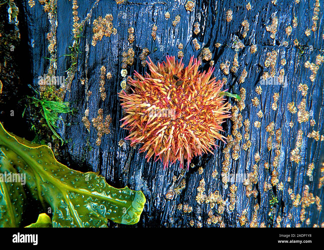 Sea urchin (Psammechinus miliaris). Sea urchins are echinoderms ...