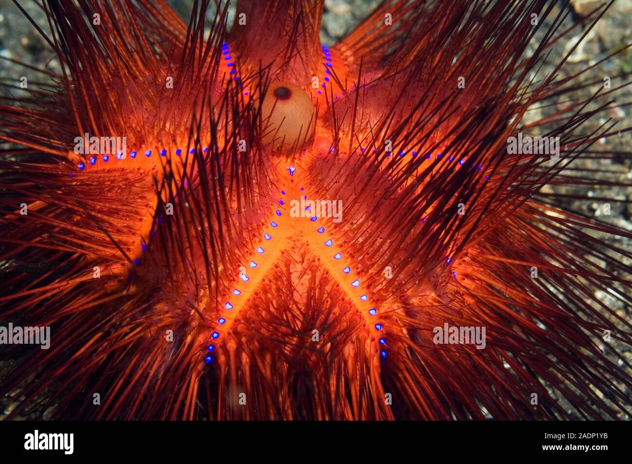 False fire urchin (Astropyga radiata). The sea urchin an echinoderm, a relative of the star fish ...