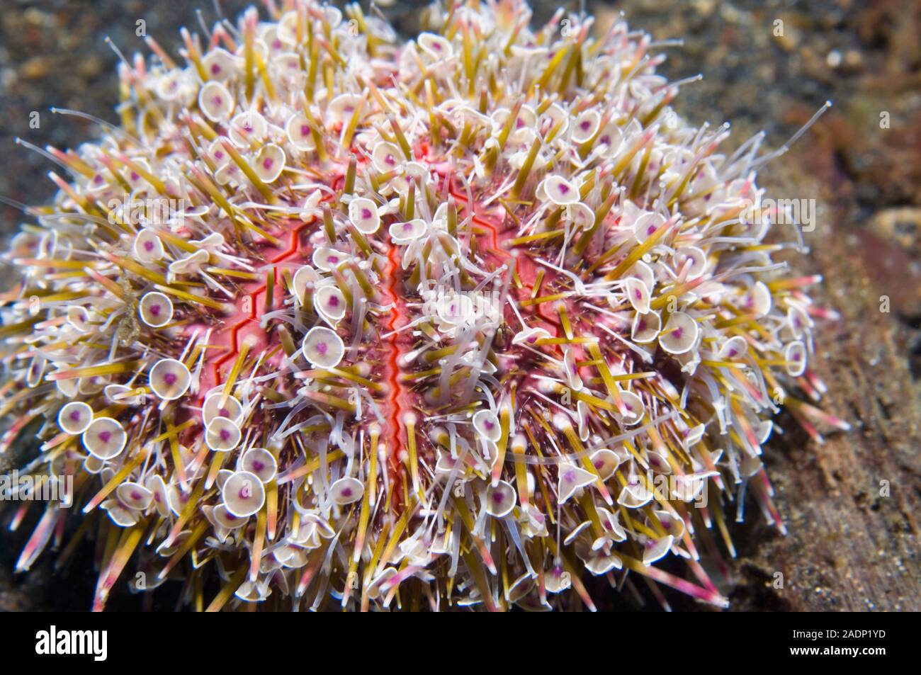 Flower urchin (Toxopneustes pileolus). The sea urchin an echinoderm, a ...