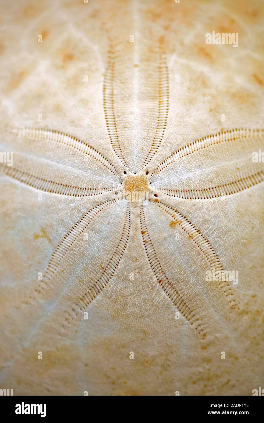 Sand dollar shell, close-up. The holes on the surface of the shell are ...