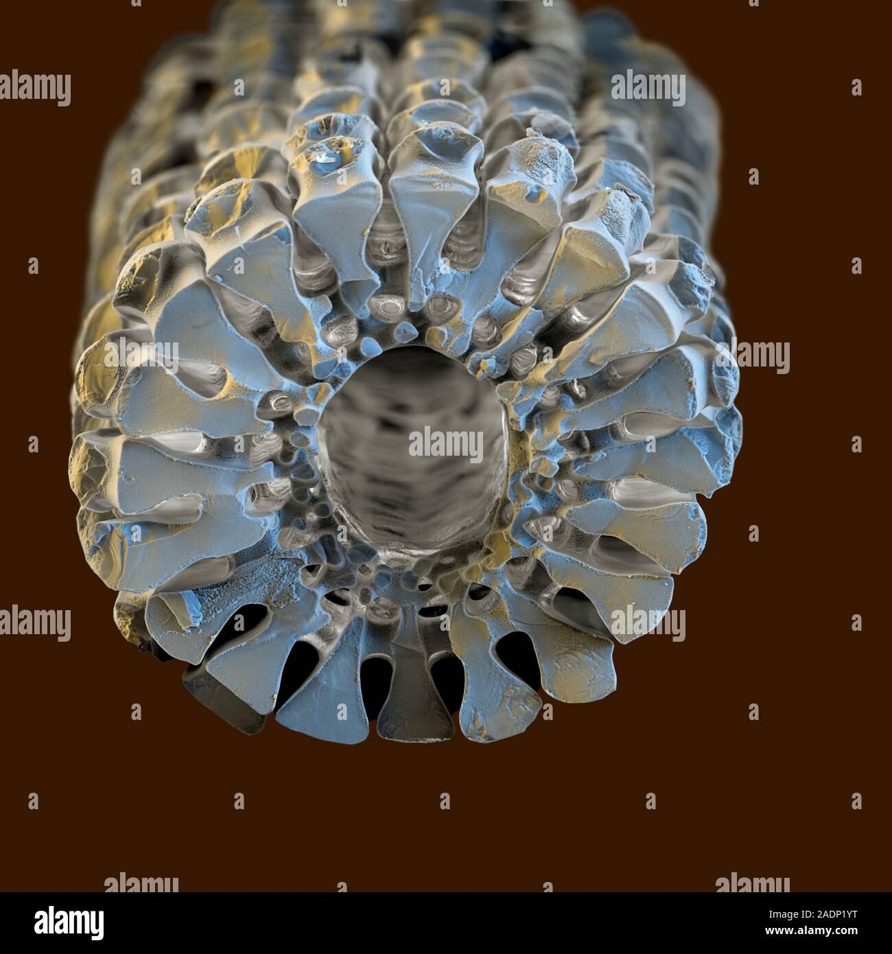 Sea urchin spine. Coloured scanning electron micrograph (SEM) of a ...