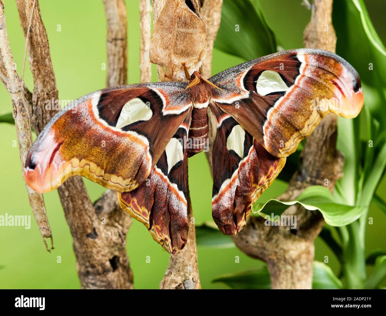 Moth Attacus Atlas High Resolution Stock Photography and Images - Alamy
