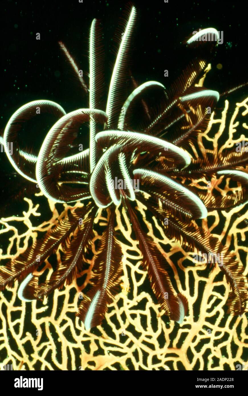 Sea lily. View of a sea lily (class: Crinoidea). This is a primitive ...