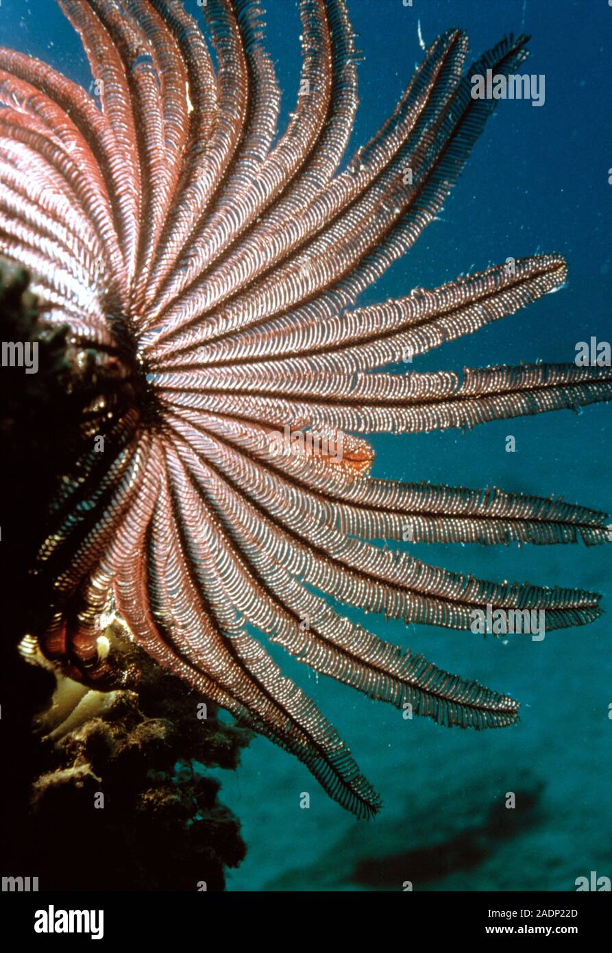 Featherstar. The featherstar (class Crinoidea) is an ancient and ...