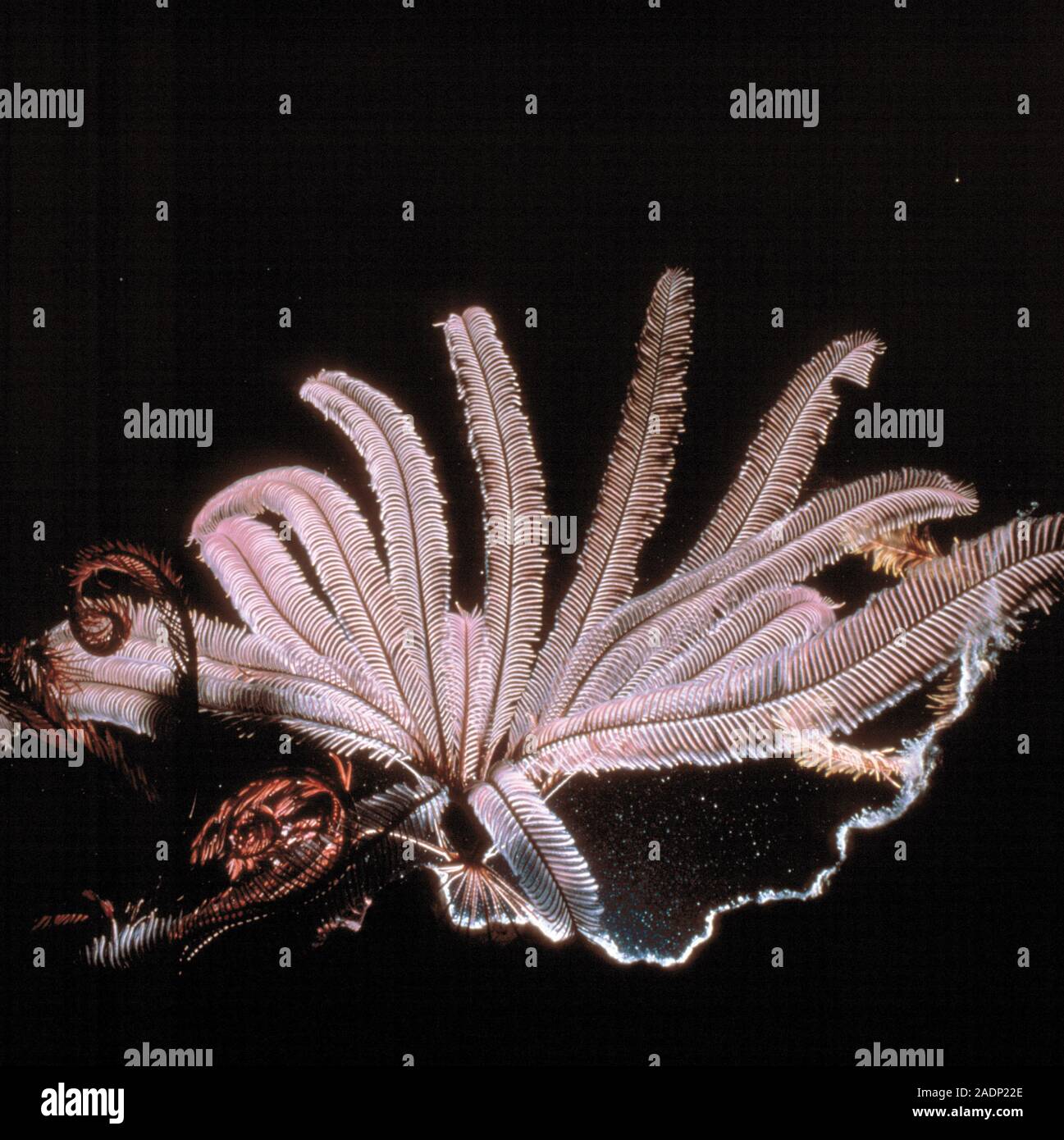 Featherstar. The featherstar (class Crinoidea) is an ancient and ...