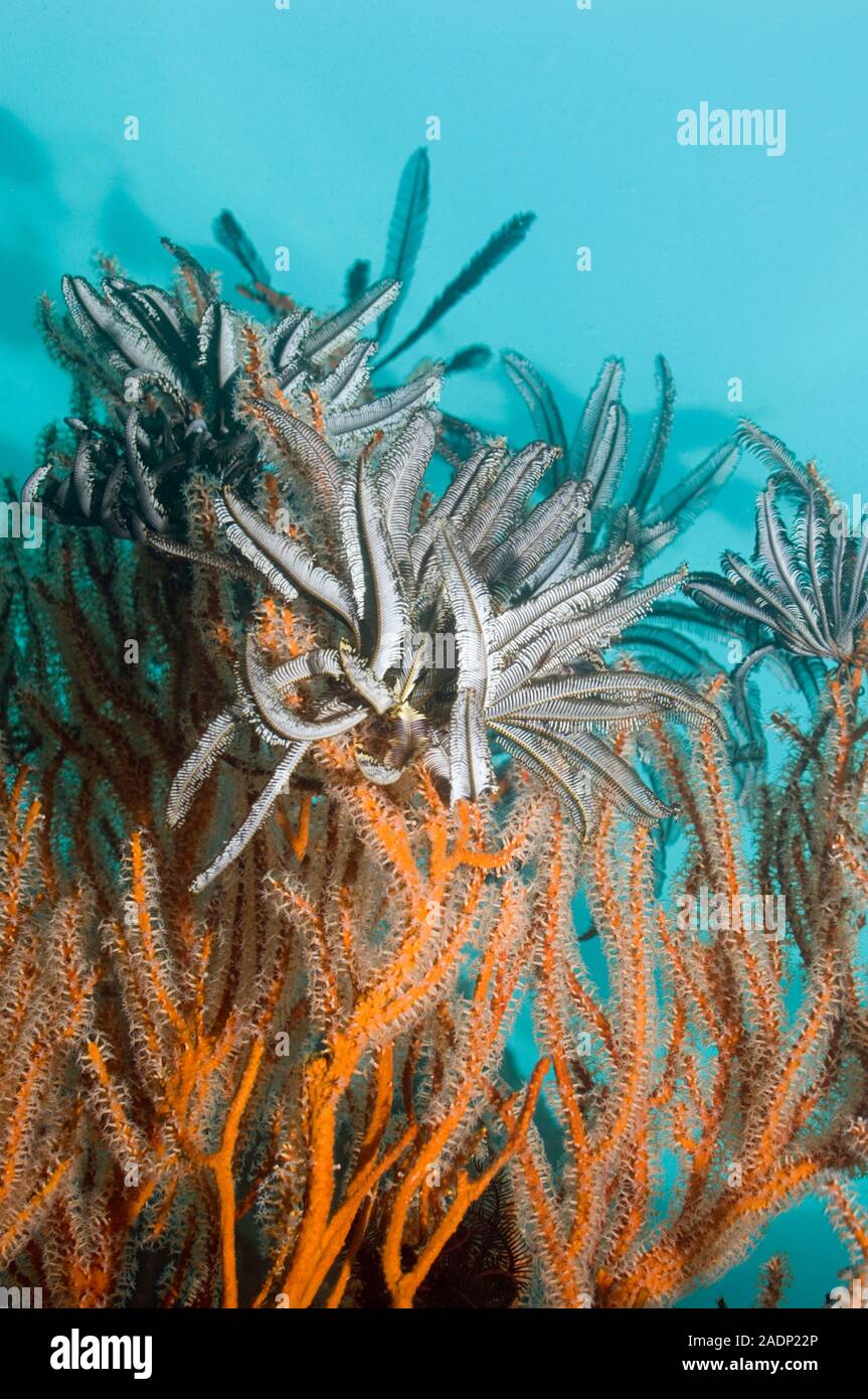 Crinoids (class Crinoidia) on corals. Crinoids, are primitive ...