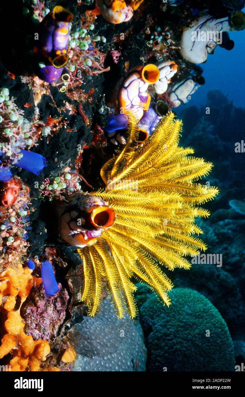 Crinoid on a coral reef. Crinoids feed by filtering food particles from ...