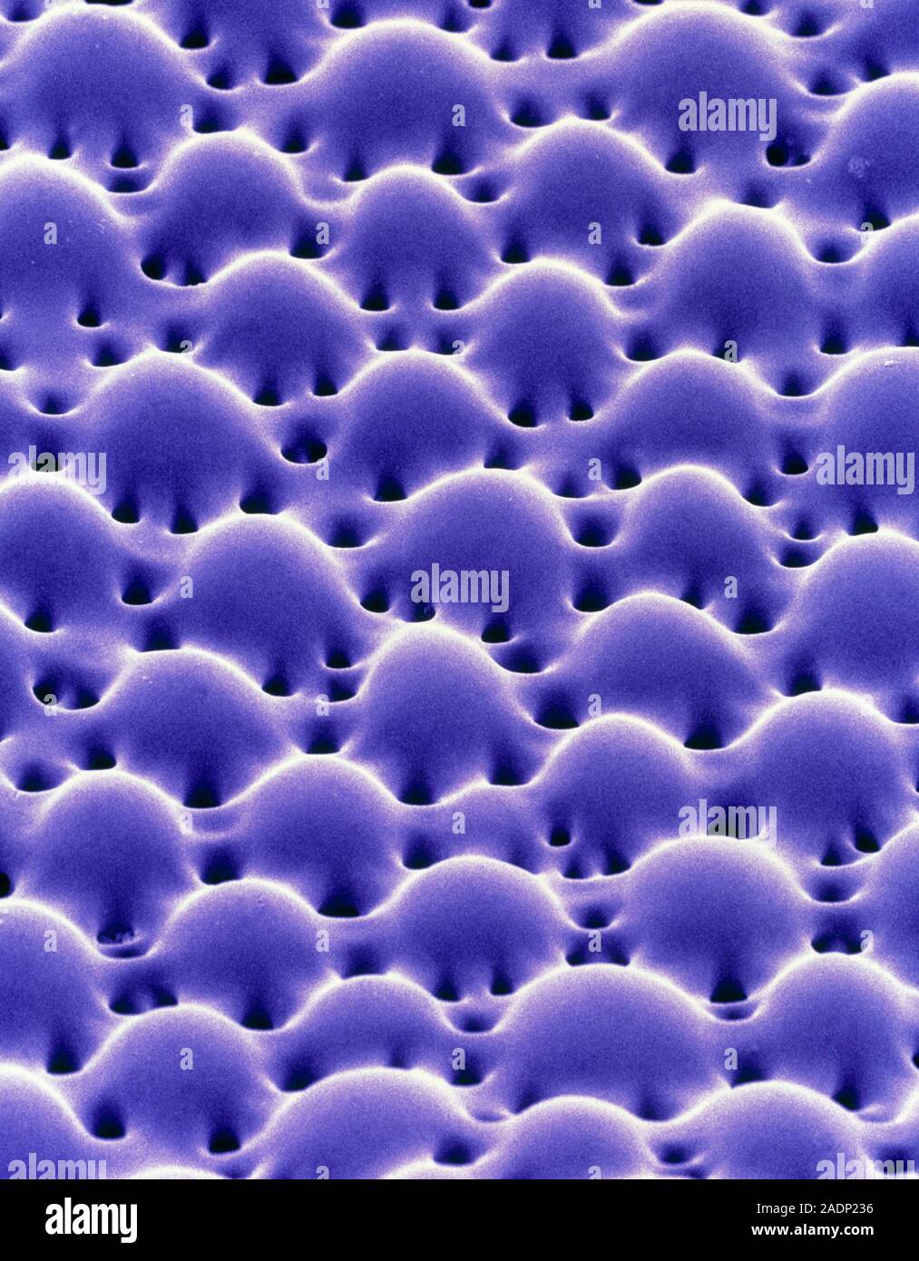 Brittle star microlenses. Coloured scanning electron micrograph (SEM ...