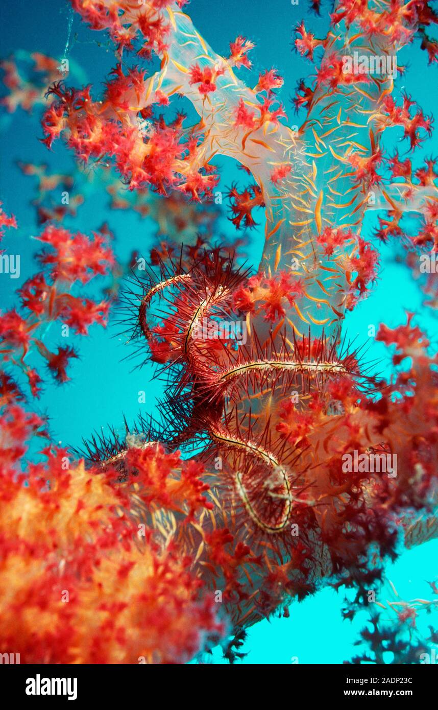 Brittle star (class Ophiuroidea) on soft coral. Brittle stars are ...
