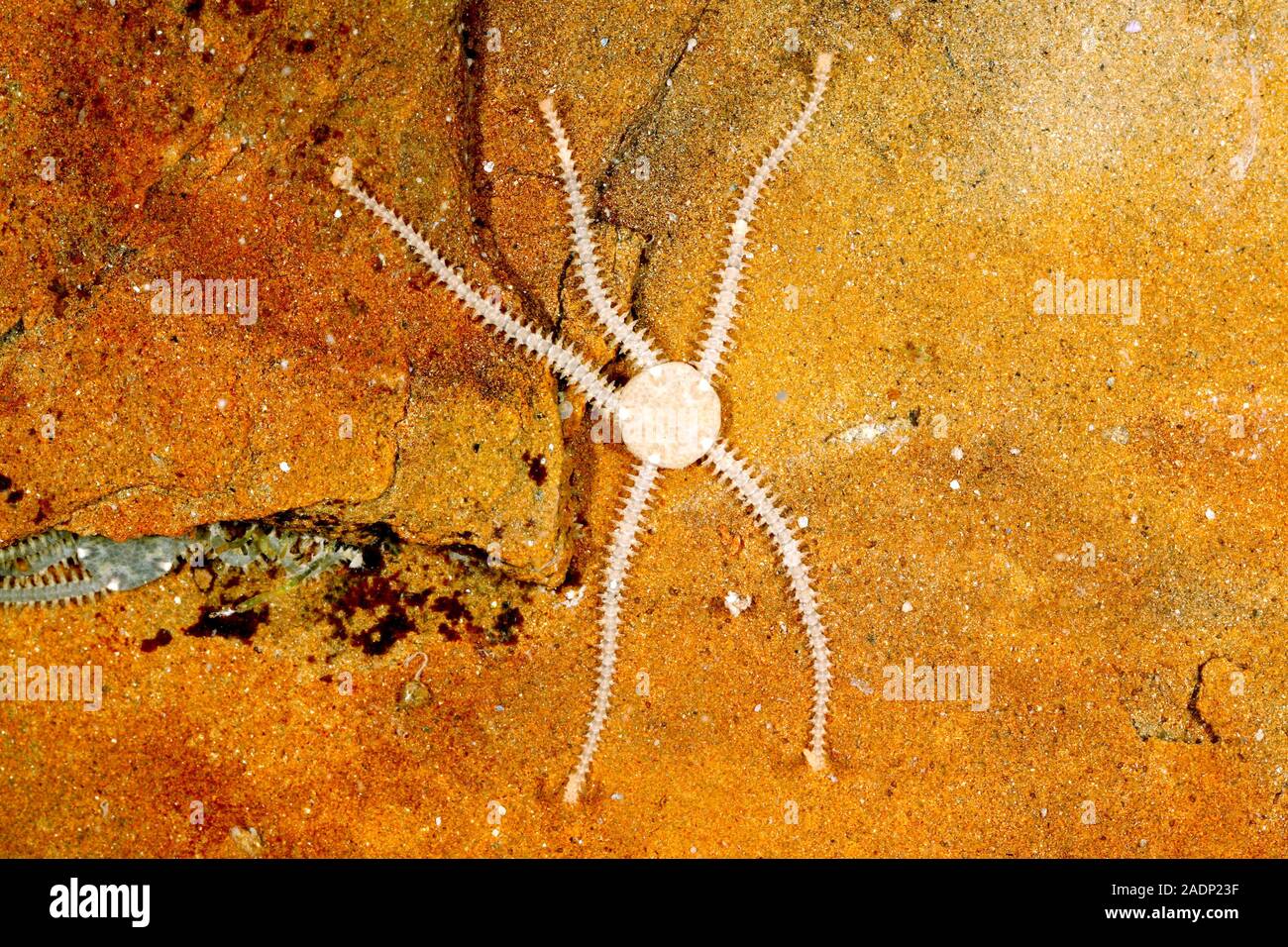 Brittle star (Amphipholis squamata) in a rock pool. Brittle stars are ...