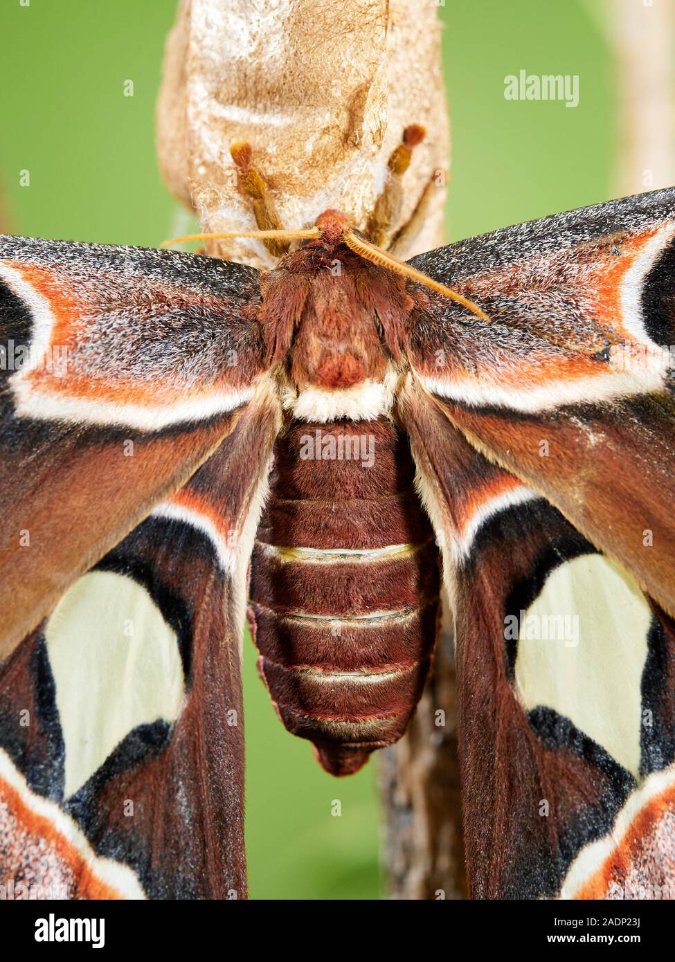 A macro image of a juvenile Atlas moth (Attacus atlas) recently from ...
