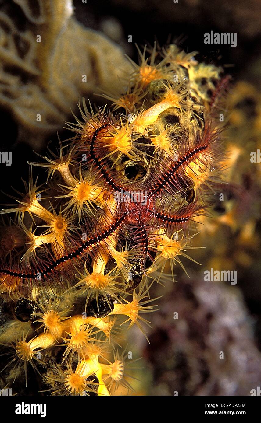 Brittle star (Order Ophiurida) on a zoanthid (Parazoanthus sp.). A ...