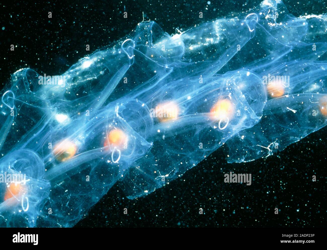 Salps. Chain of salps, Salpa maxima, a type of tunicate. S. maxima is ...