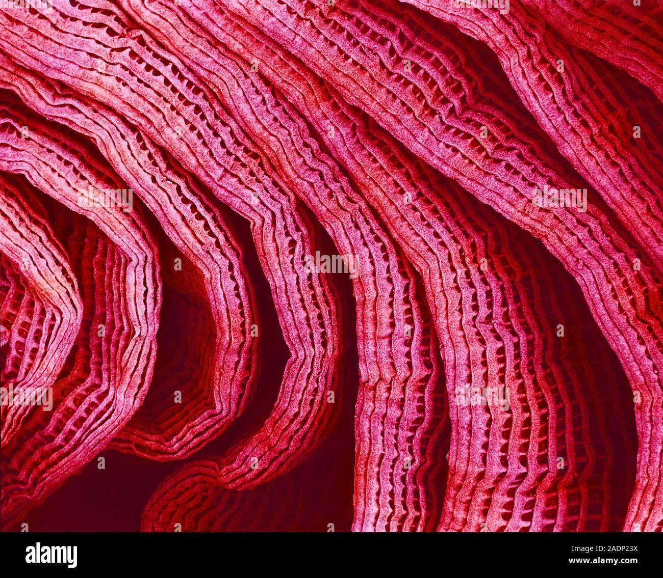 Sea squirt's gills. Coloured scanning electron micrograph (SEM) of a ...