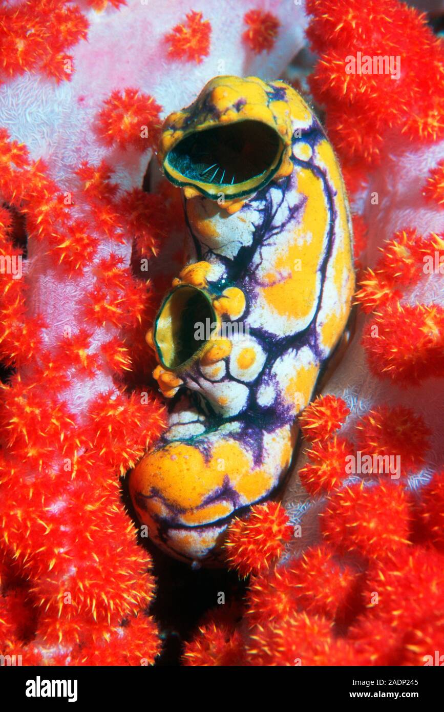 Polycarpa aurata tunicate, or sea squirt, amongst the branches of a ...