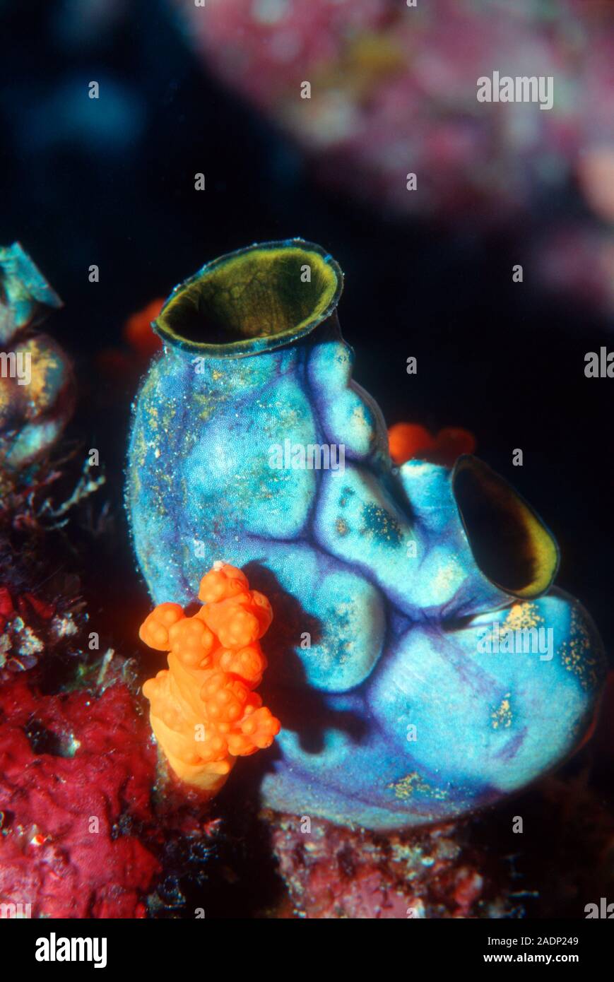 Ink-spot sea squirt (Polycarpa aurata) amongst coral. Sea squirts are ...