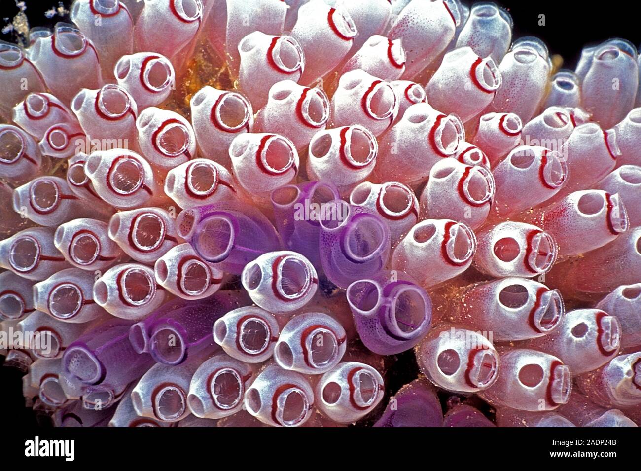 Painted tunicate colony (Clavelina picta). A tunicate is a sessile ...