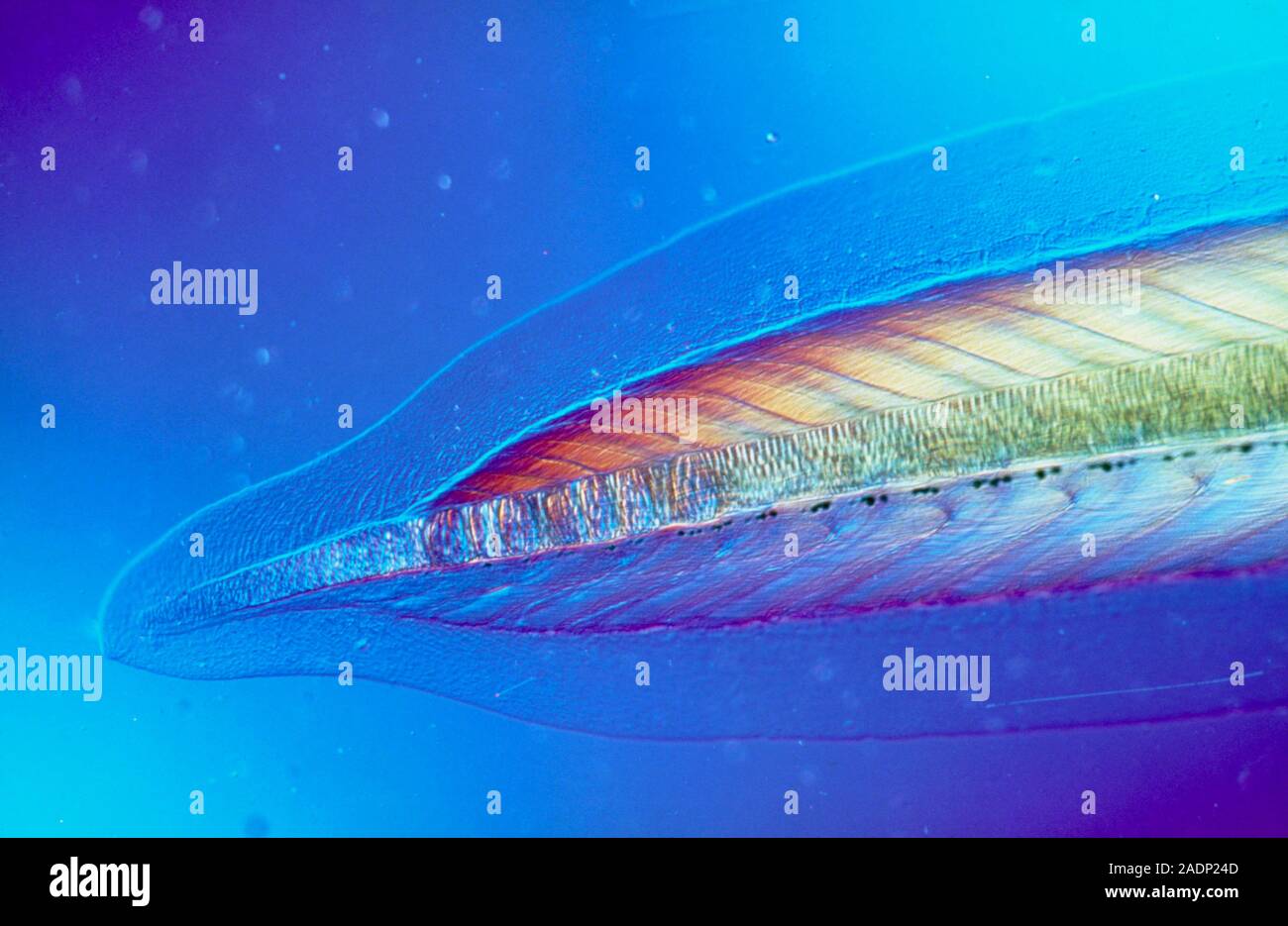 Light micrograph of the tail of a lancelet, Branchiostoma sp ...