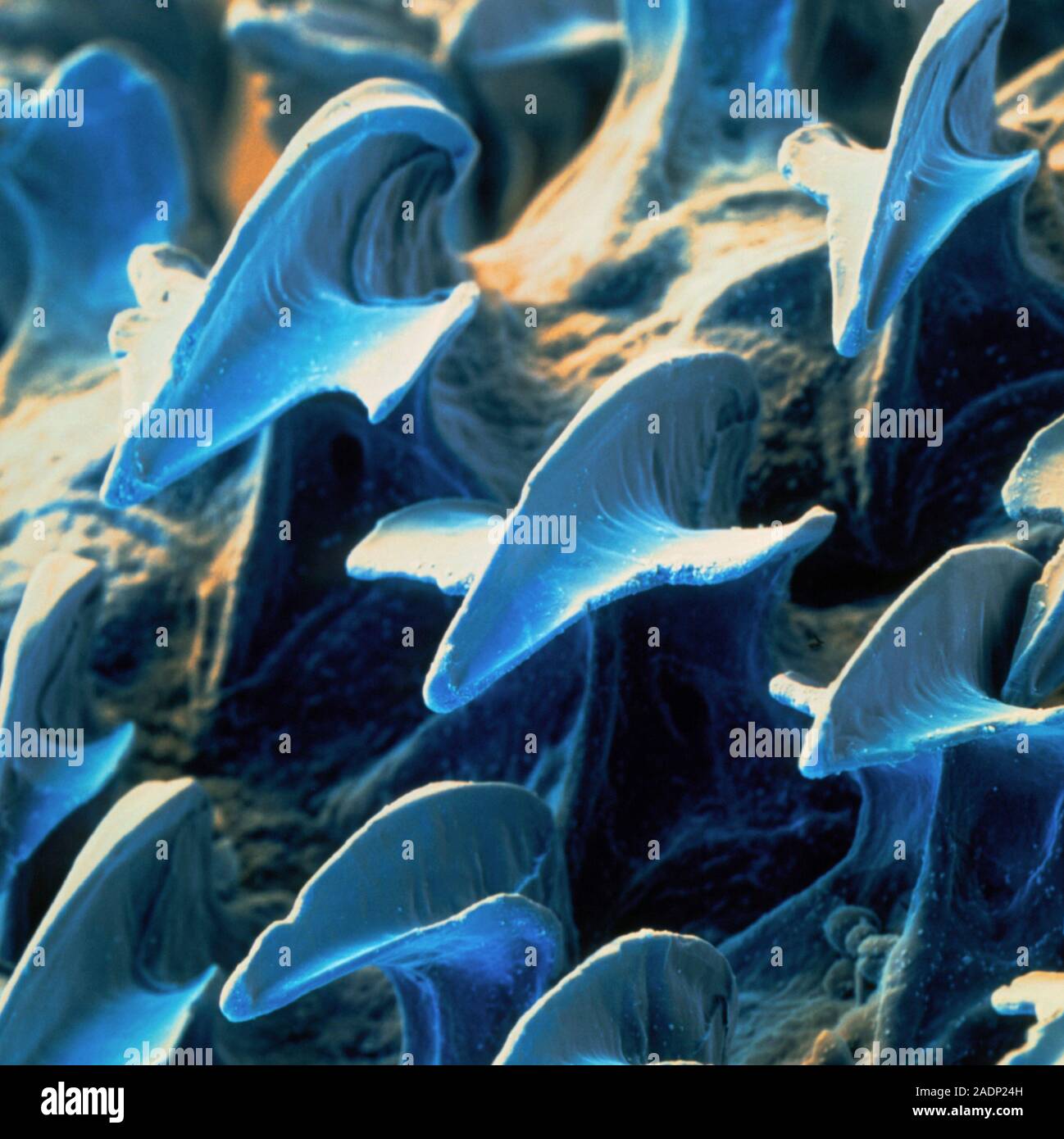Shark scales. Coloured scanning electron micrograph (SEM) of scales ...