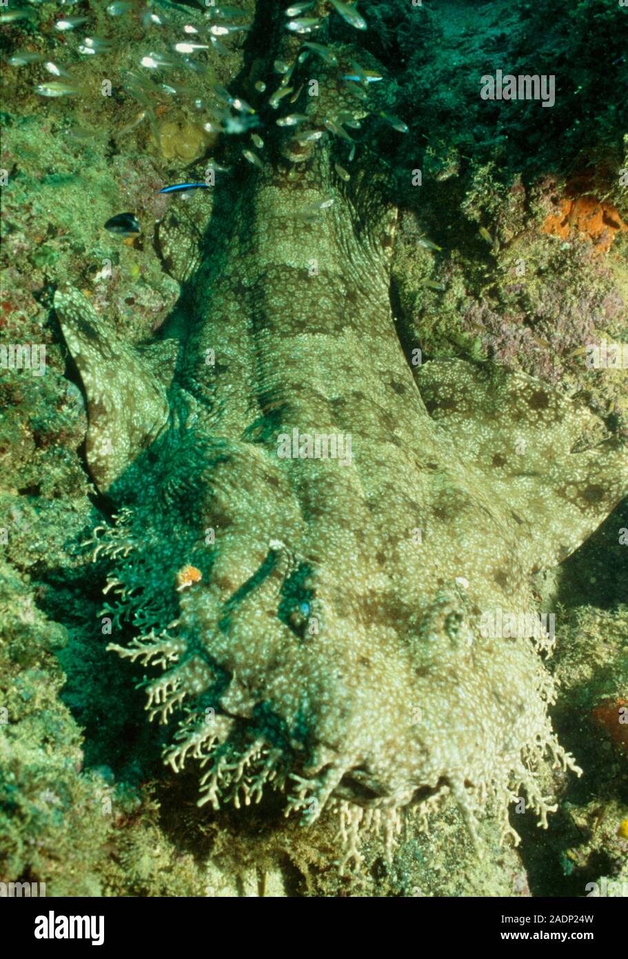 Tasselled wobbegong shark. View of a tasselled wobbegong shark ...
