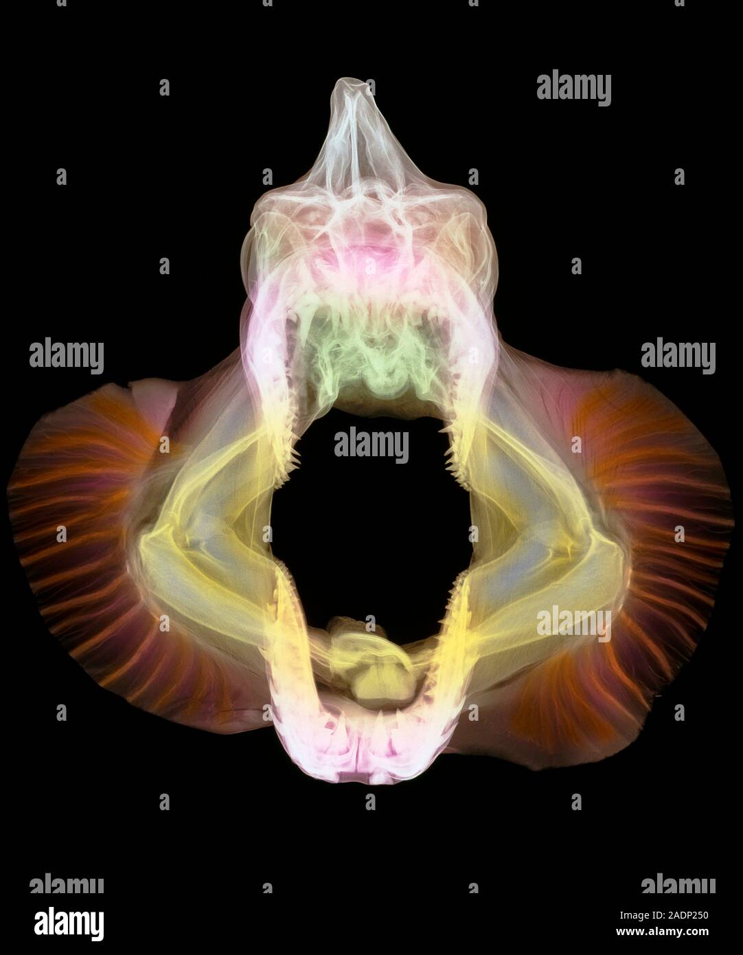 Shark skull. Coloured X-ray of the skull of a mako shark (Isurus ...