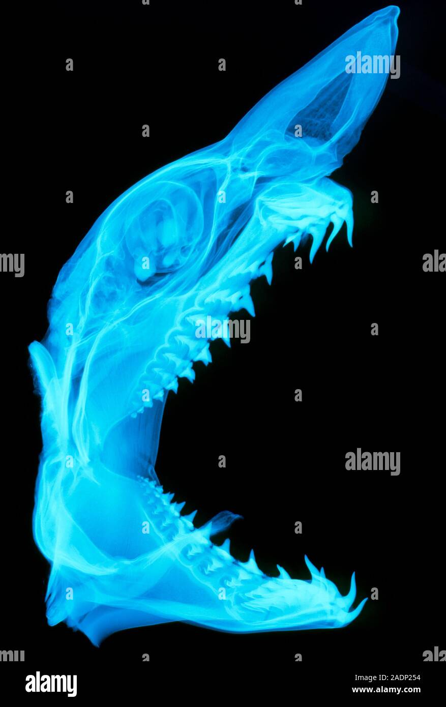 Shark skull. Coloured X-ray of the sliced skull of a mako shark (Isurus ...