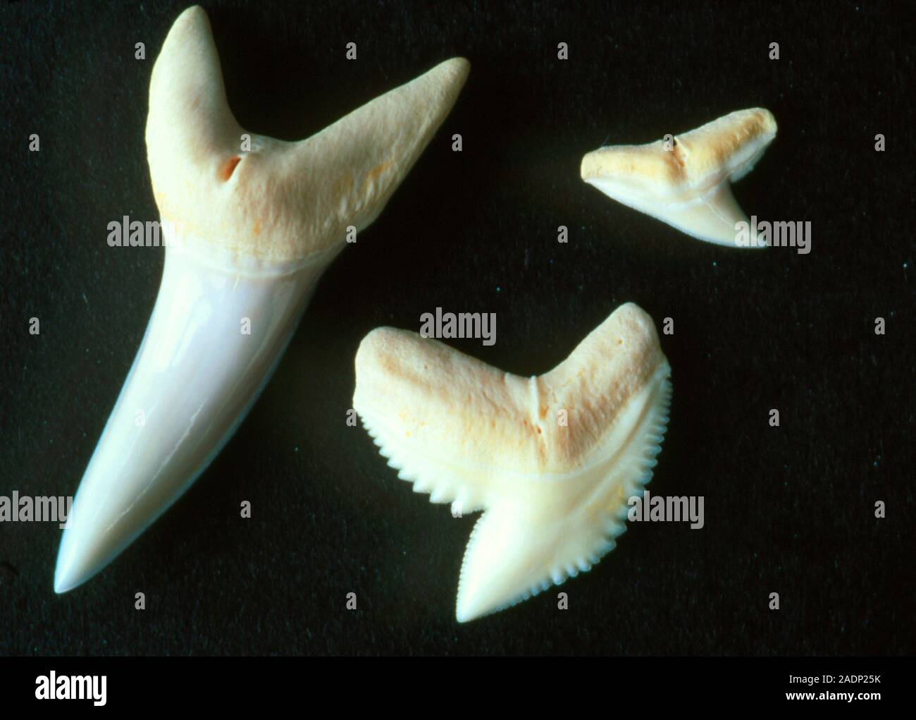 Sharks' teeth. Clockwise from left, they are from a shortfin mako shark ...