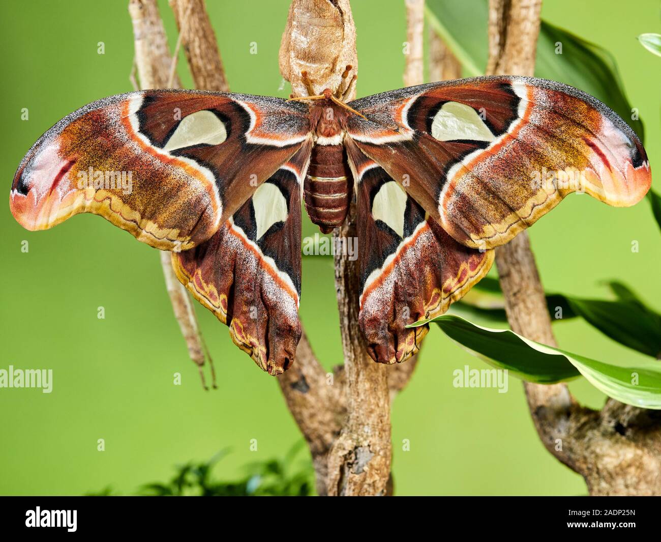 Moth Attacus Atlas High Resolution Stock Photography and Images - Alamy
