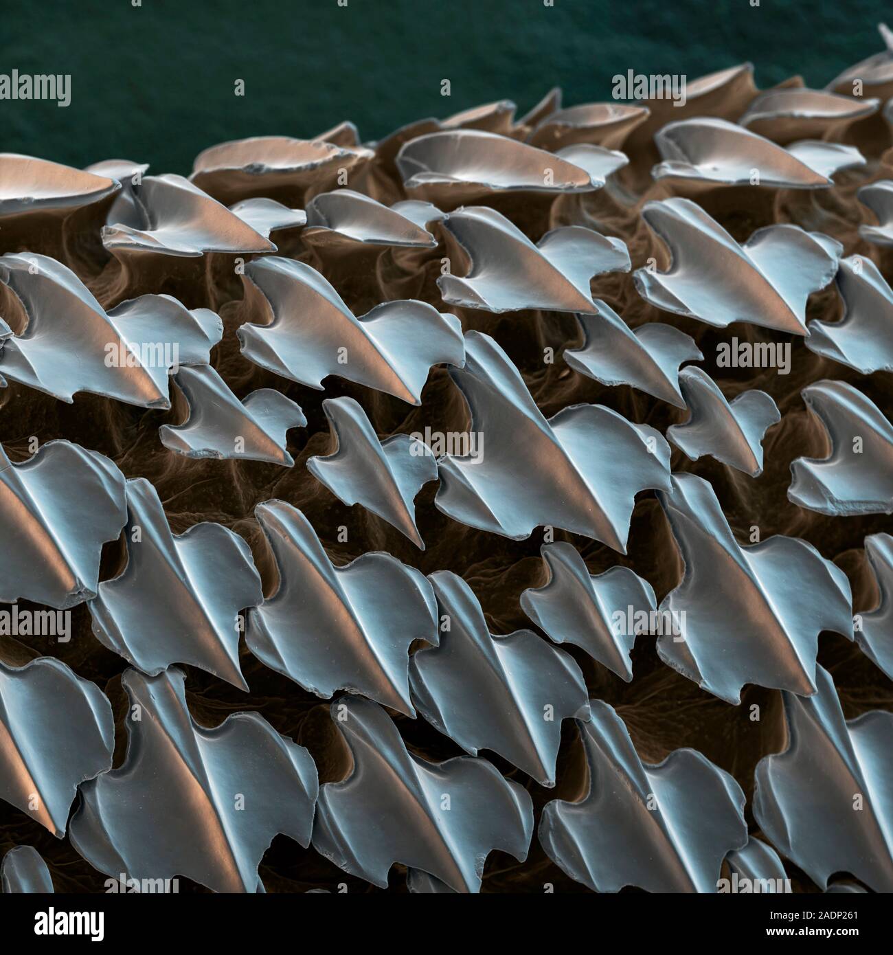Spiny dogfish skin. Coloured scanning electron micrograph (SEM) of ...