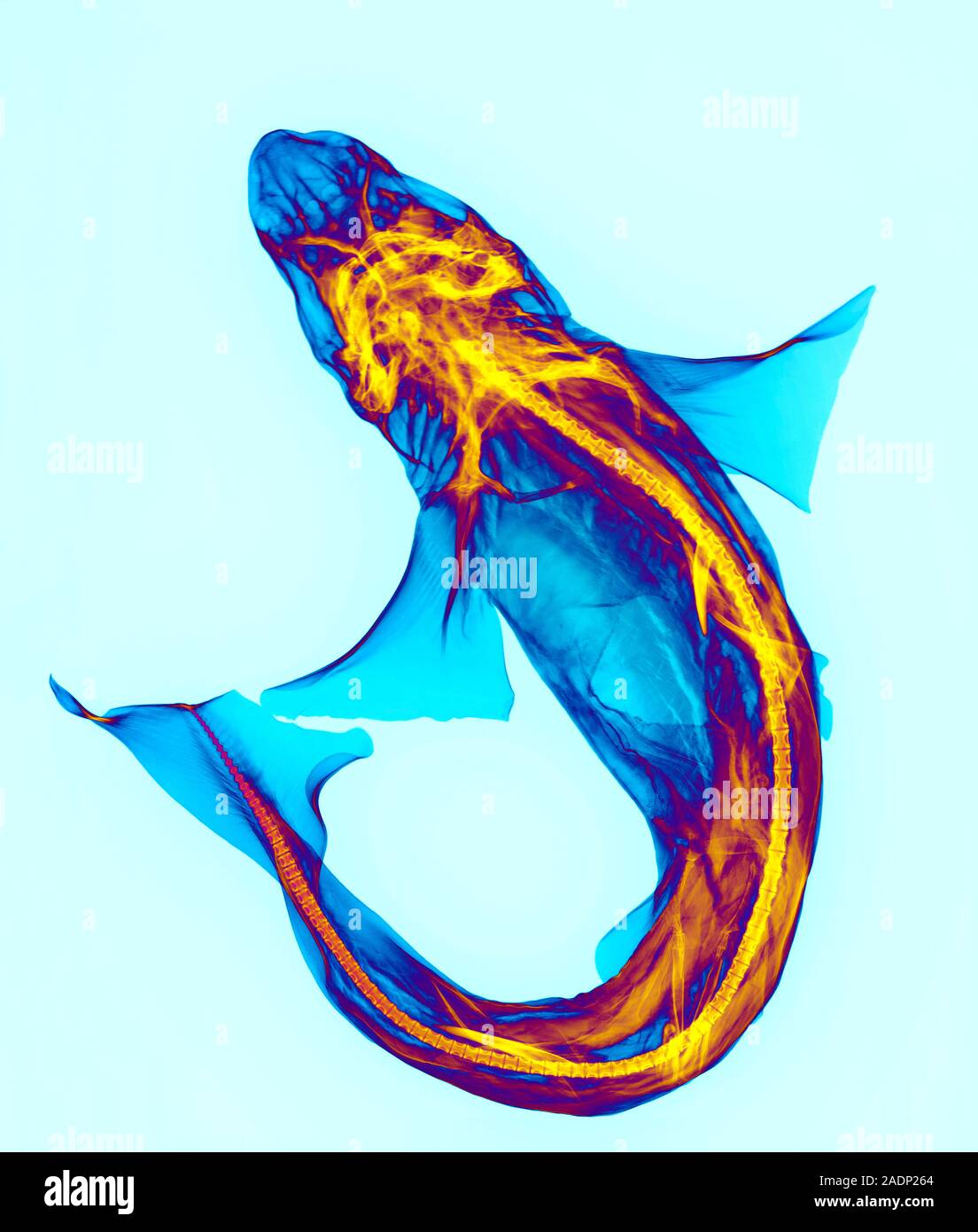 Shark (class Chondrichthyes). Coloured X-ray of a transverse section ...