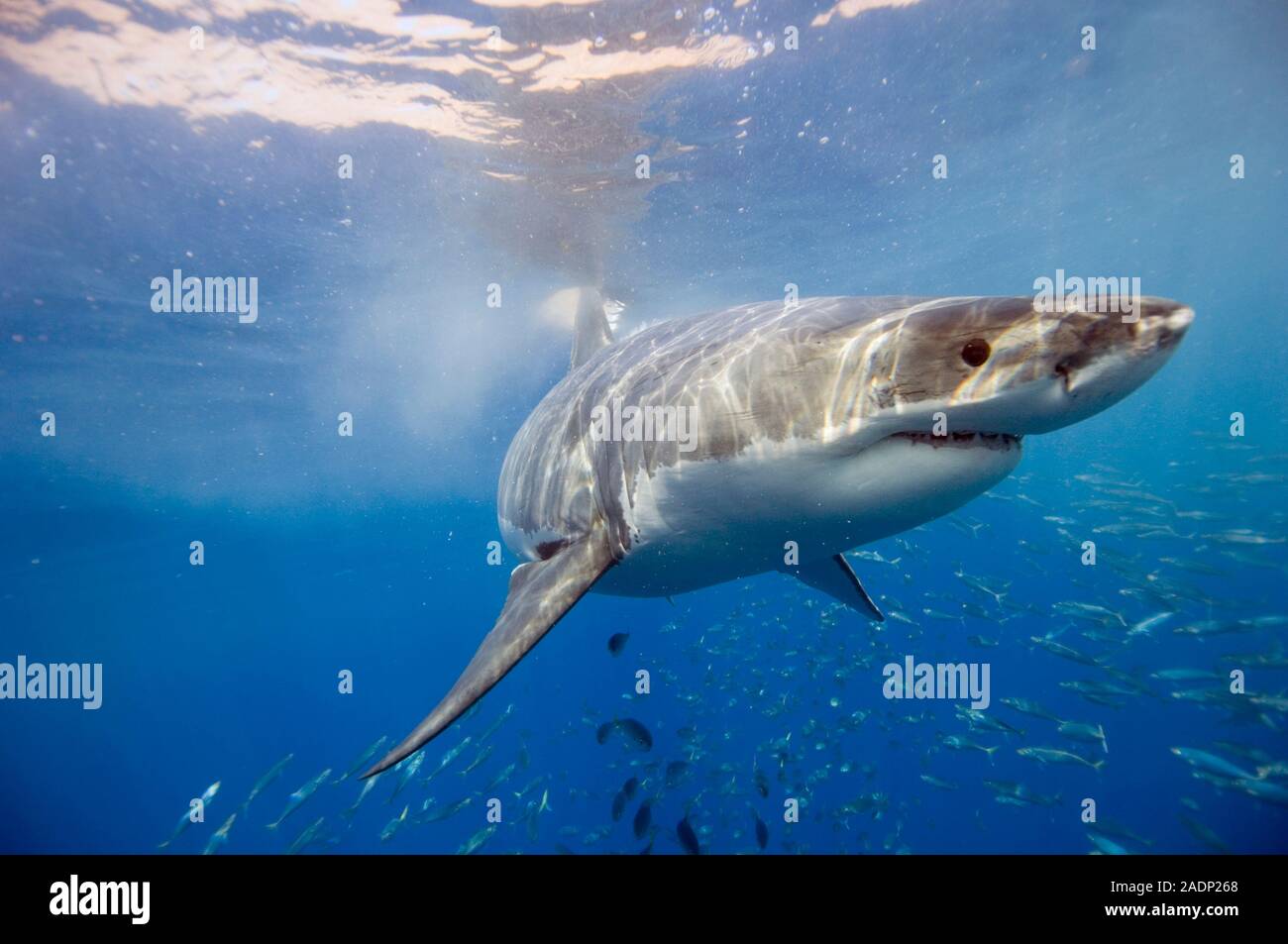 Great white shark (Carcharodon carcharias). This is the largest ...