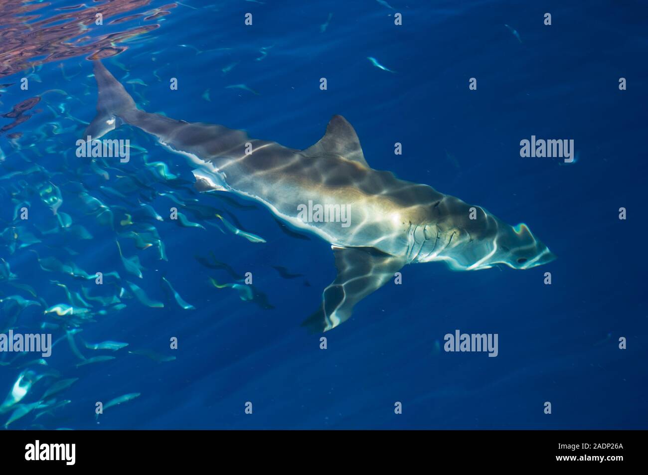 Great white shark (Carcharodon carcharias). This is the largest ...