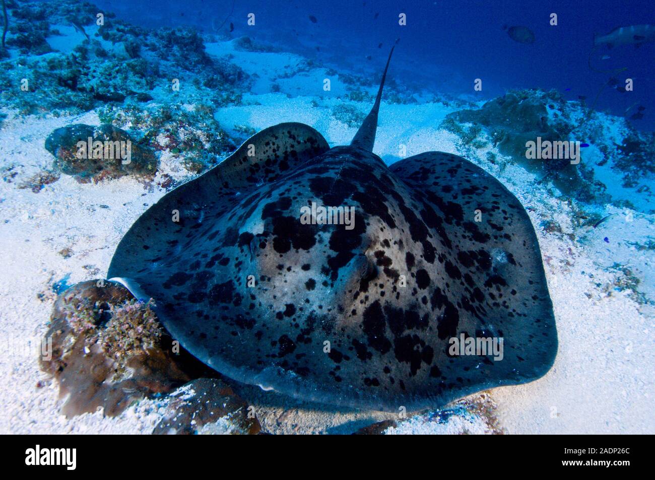 Black blotched stingray (Taeniura meyeni) at the entrance to Mapia ...
