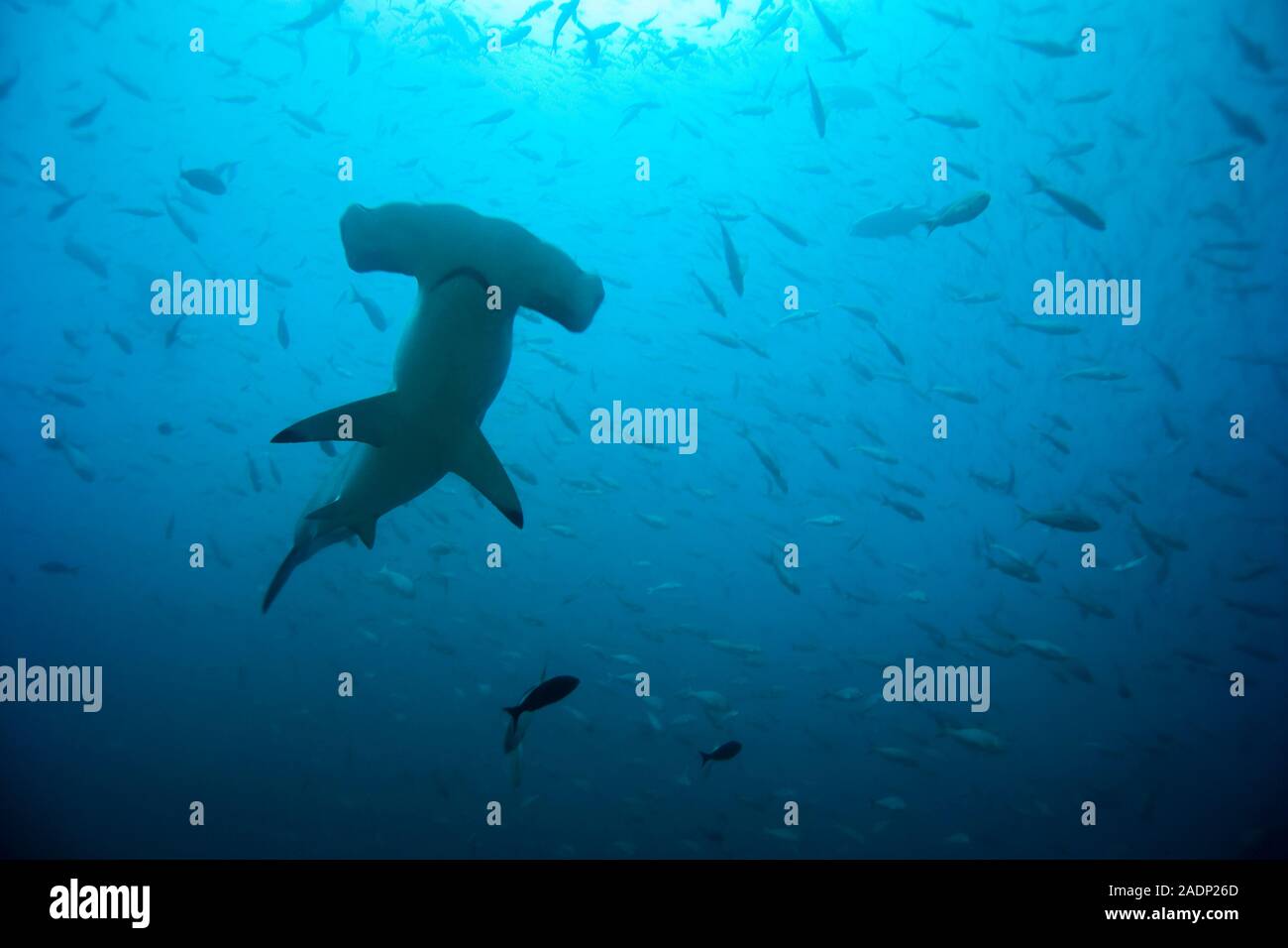 Hammerhead shark. Underside of a hammerhead shark (Sphyrna sp.). This ...