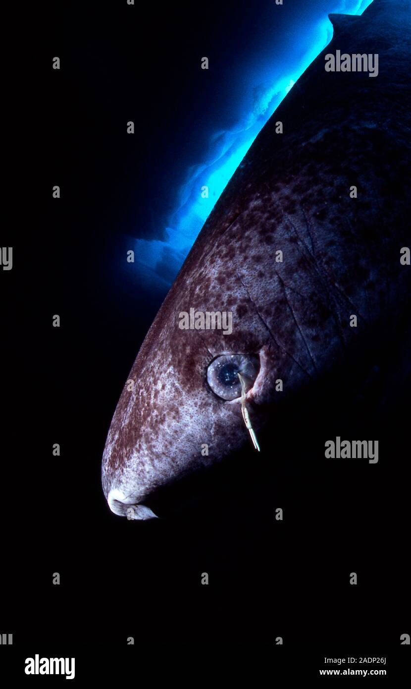 Greenland shark (Somniosus microcephalus) with copepod parasite. This ...