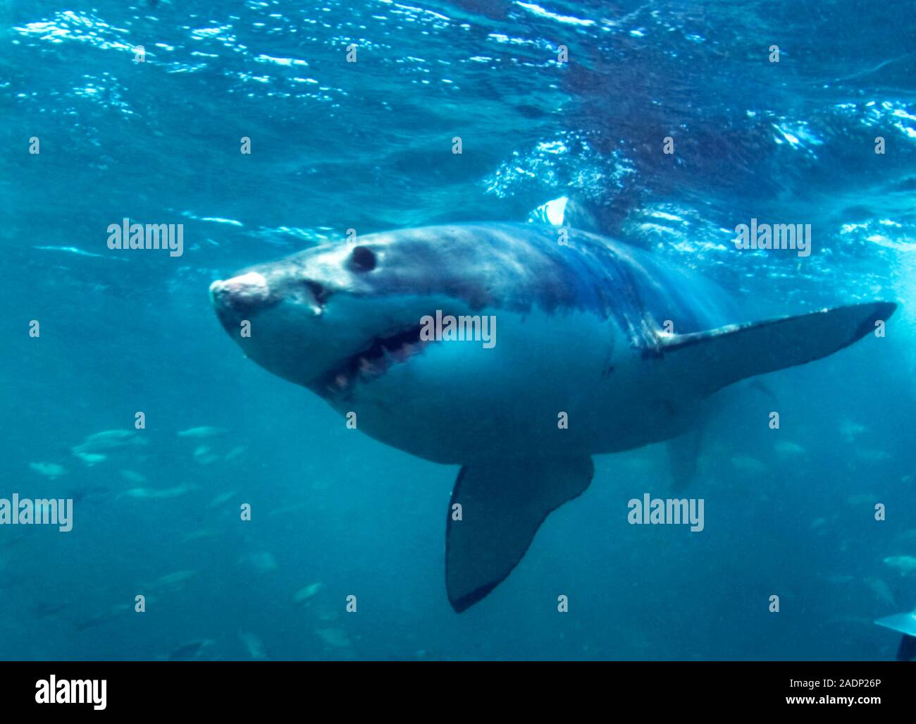 Great white shark (Carcharodon carcharias). This is the largest of the ...