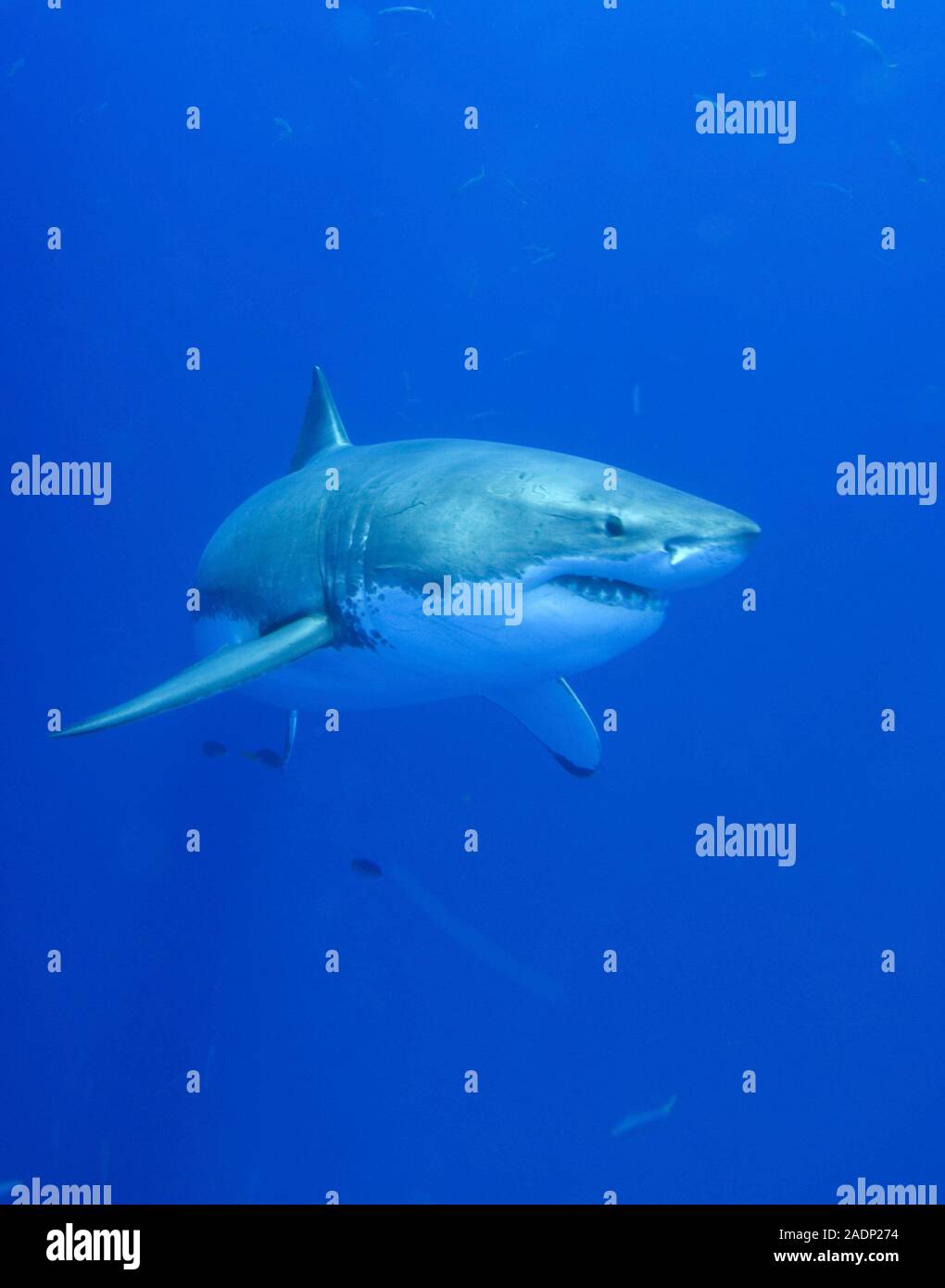 Great white shark (Carcharodon carcharias). This is the largest of the ...