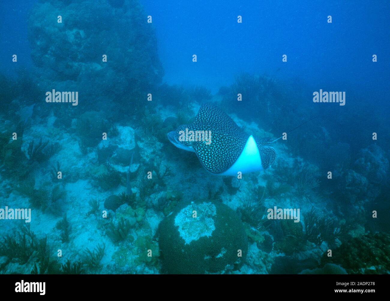 Spotted eagle ray (Aetobatus narinari) on a coral reef. This ray feeds ...