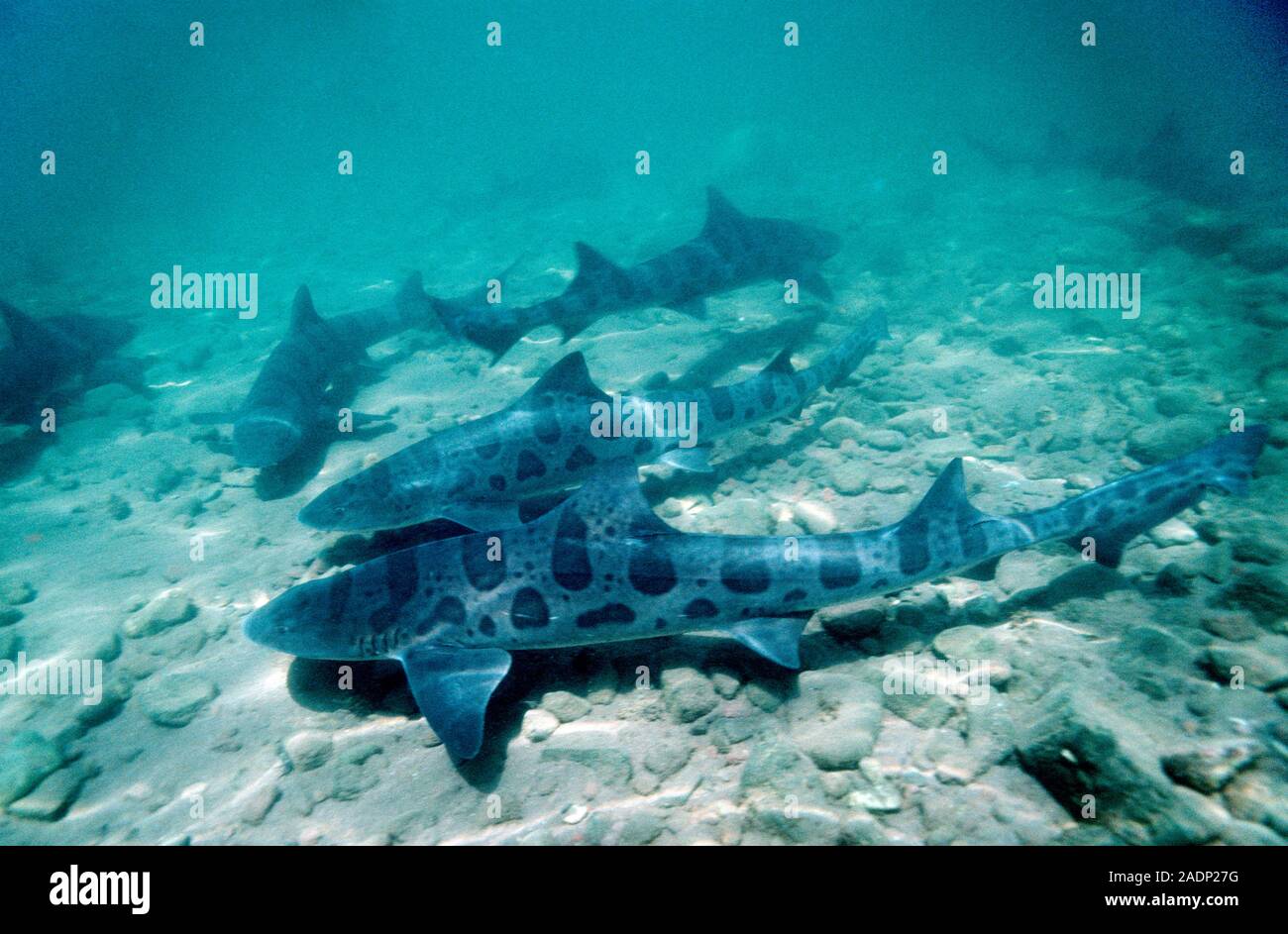 Female leopard sharks (Triakis semifasciata). Pregnant female leopard ...