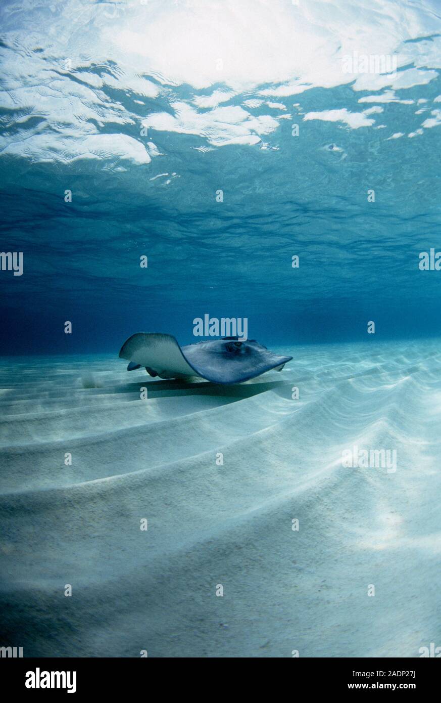 Southern stingray (Dasyatis americana) on the seabed. This stingray has ...