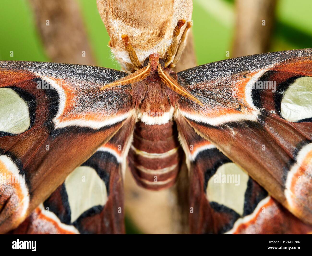Moth Attacus Atlas High Resolution Stock Photography and Images - Alamy