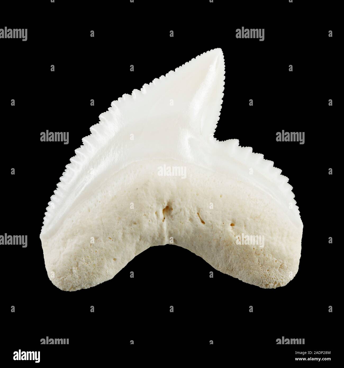 Tiger shark tooth (Galeocerdo cuvier). Typical tooth shape which is ...