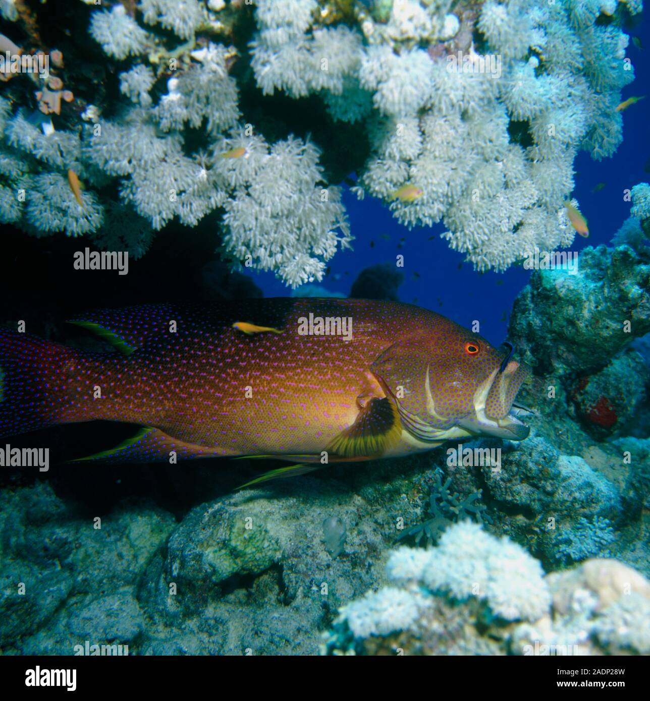Painted coral trout Variola louti with a cleaner fish Labroides ...