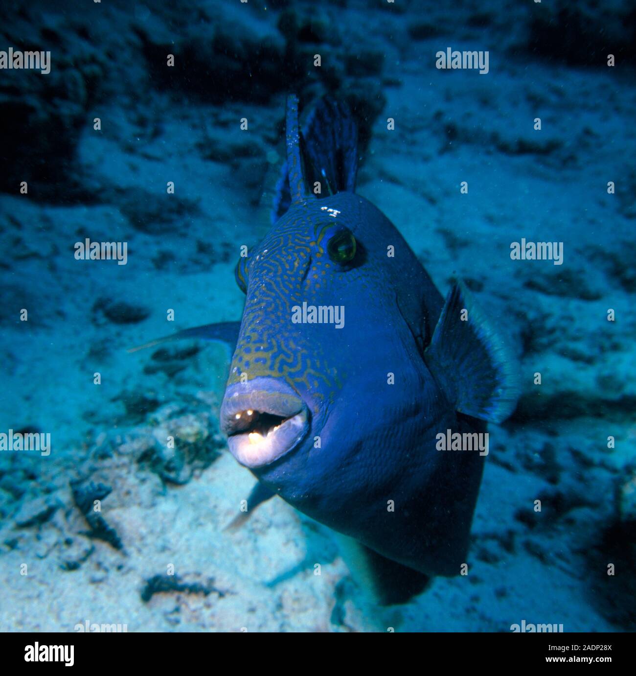 Picture of a rippled trigger fish, Pseudobalistes fuscus, taken in the ...