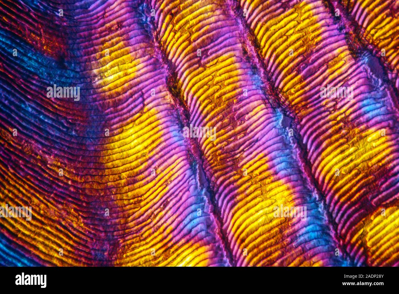 Polarised light micrograph of the scales of the bluegill fish. The ...