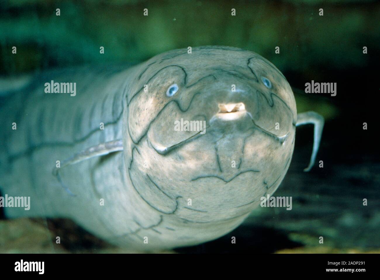 The South American lungfish, Lepidosiren para- doxus. Lungfish were common in Devonian and ...